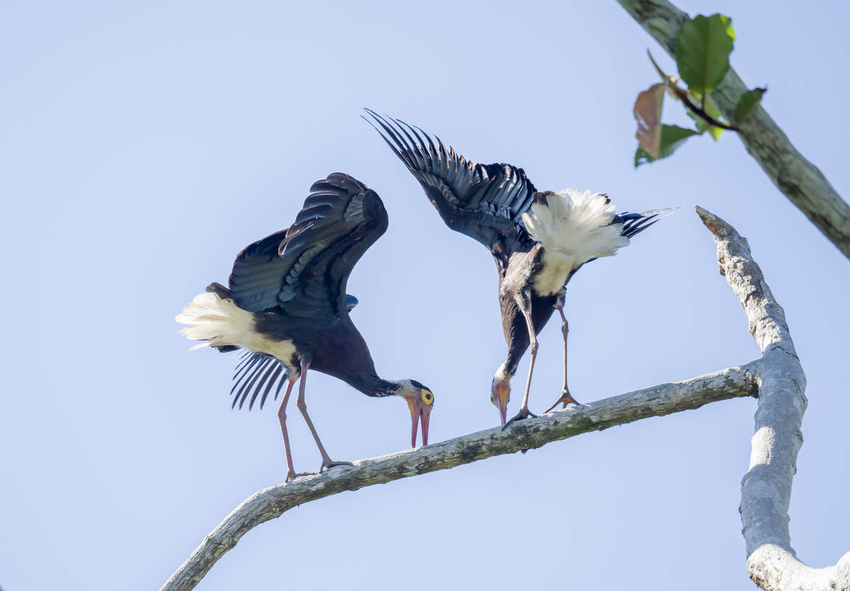 Storm’s Stork - 10,000 Birds