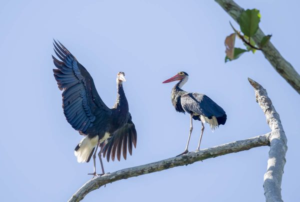 Storm’s Stork - 10,000 Birds