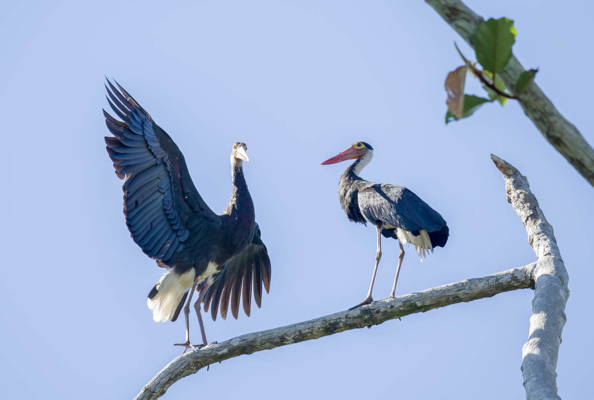 Storm’s Stork - 10,000 Birds