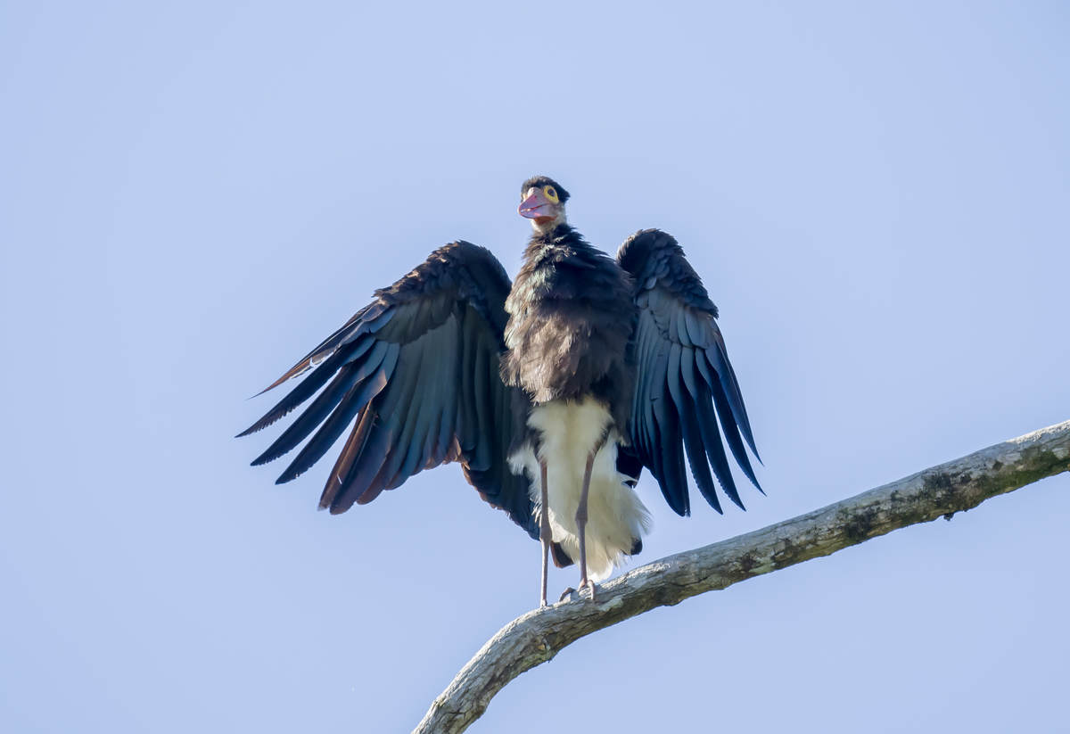 Storm’s Stork - 10,000 Birds