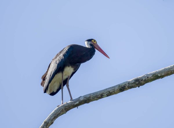Storm’s Stork - 10,000 Birds