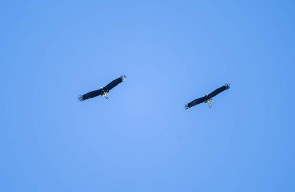 Storm’s Stork - 10,000 Birds