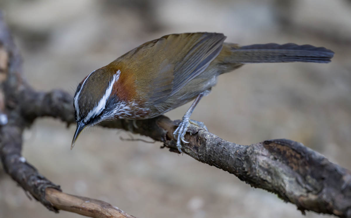 Birding Napo, Guangxi, China - part 2 - 10,000 Birds