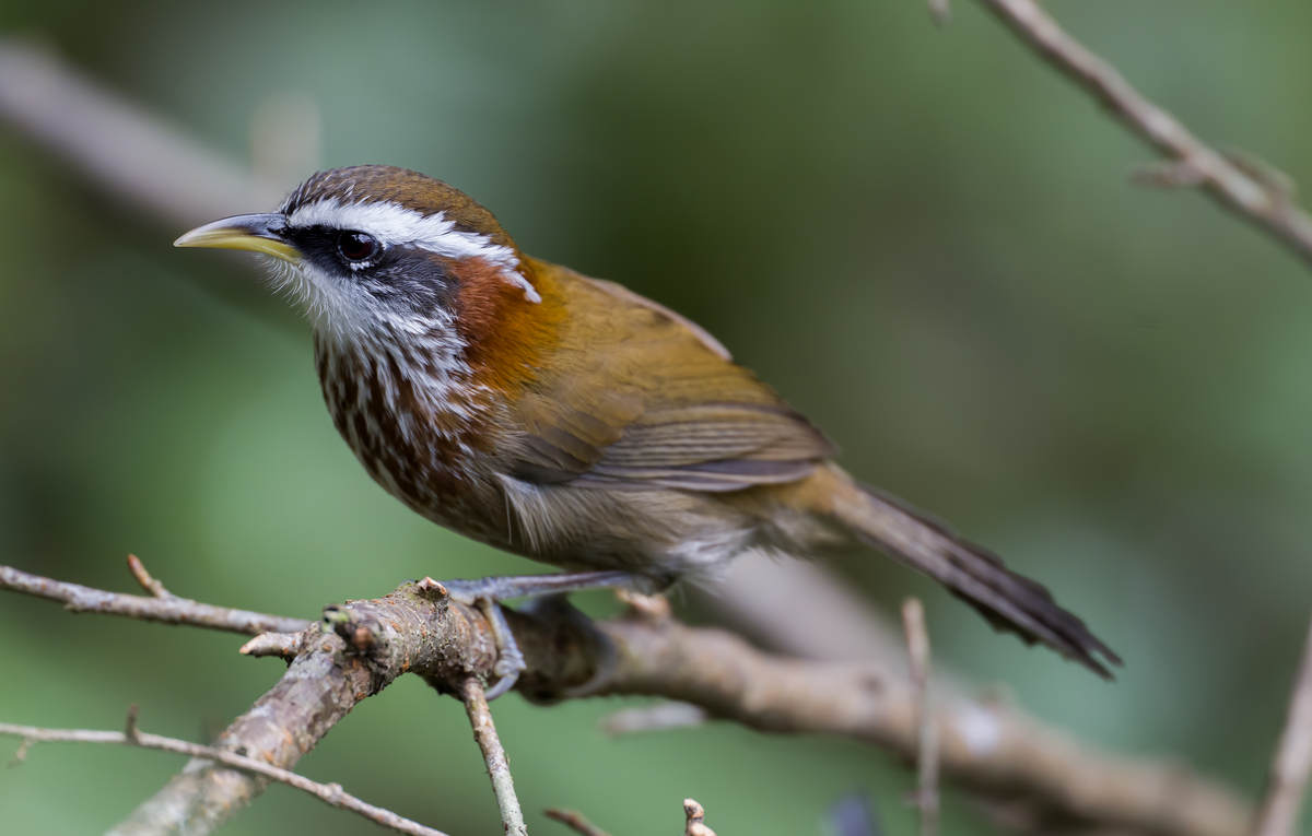 Birding Napo, Guangxi, China - part 2 - 10,000 Birds