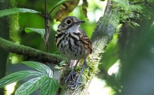 Some Birds to See in Costa Rica around Carara National Park - 10,000 Birds
