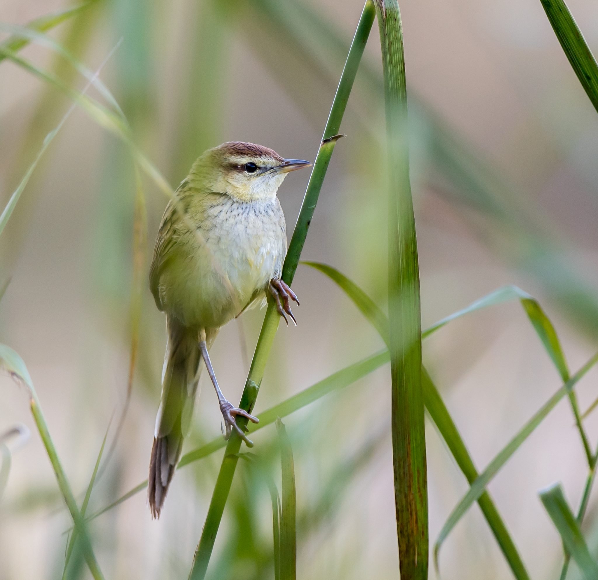 The Metamorphosis - 10,000 Birds