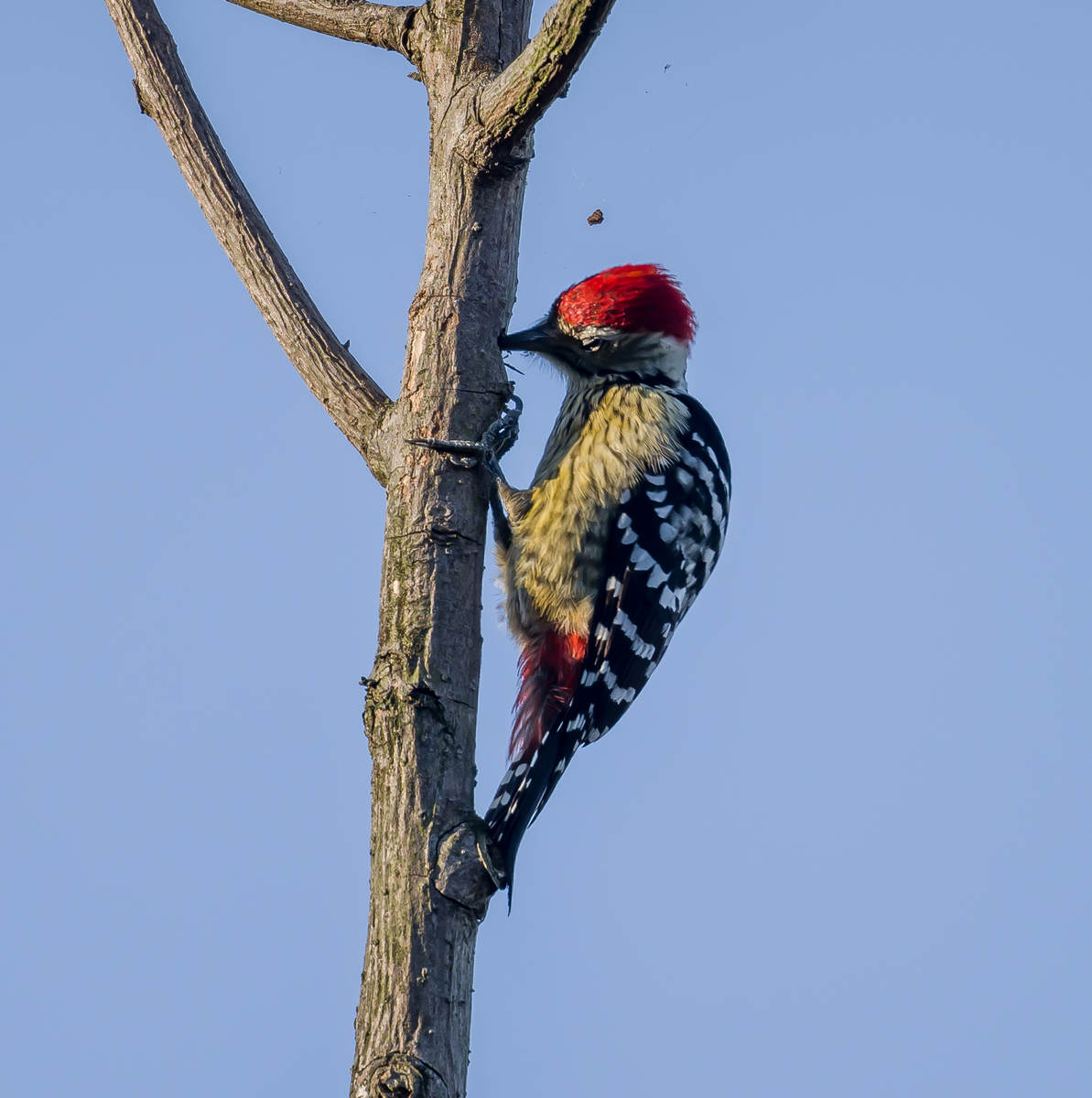 Some Woodpeckers of Hongbenghe, Yunnan, China - 10,000 Birds