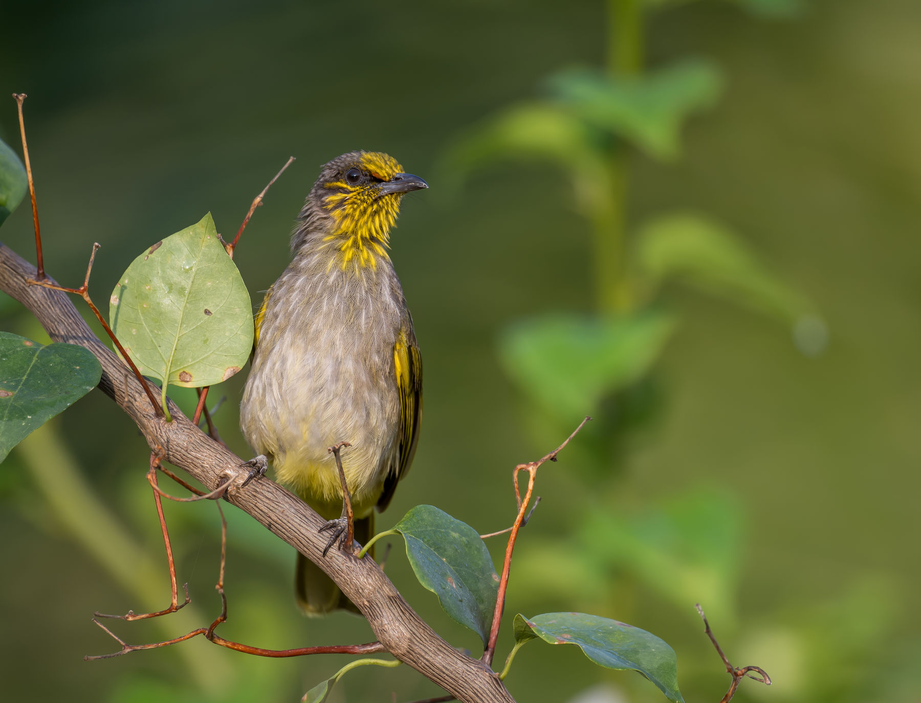 Birding Cat Tien NP, Vietnam (Part 2) - 10,000 Birds