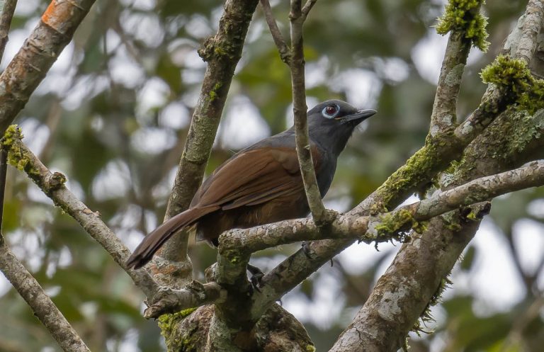 Birding Mount Kinabalu, Sabah, Borneo - 10,000 Birds