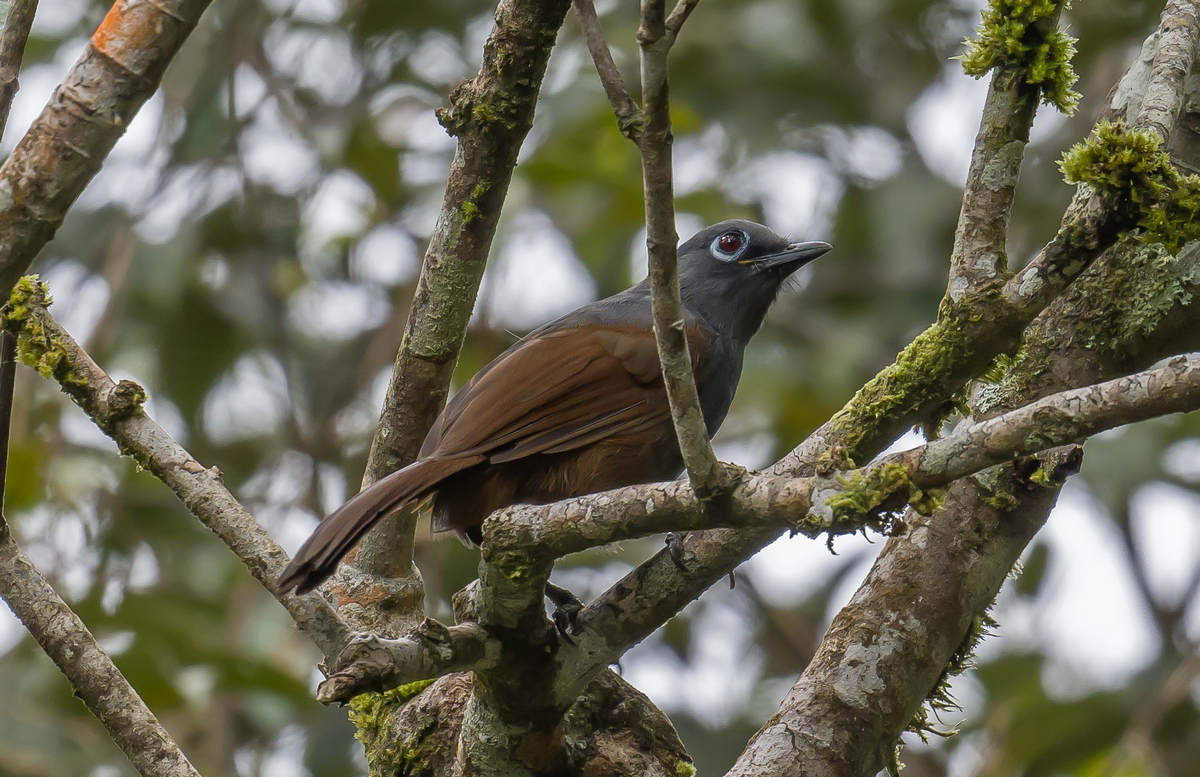 Birding Mount Kinabalu, Sabah, Borneo - 10,000 Birds