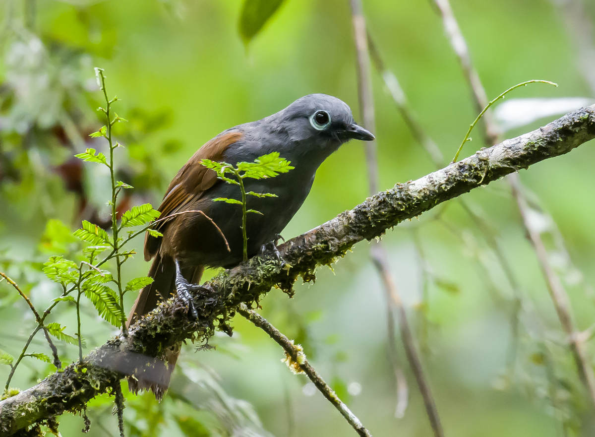 Birding Mount Kinabalu, Sabah, Borneo - 10,000 Birds