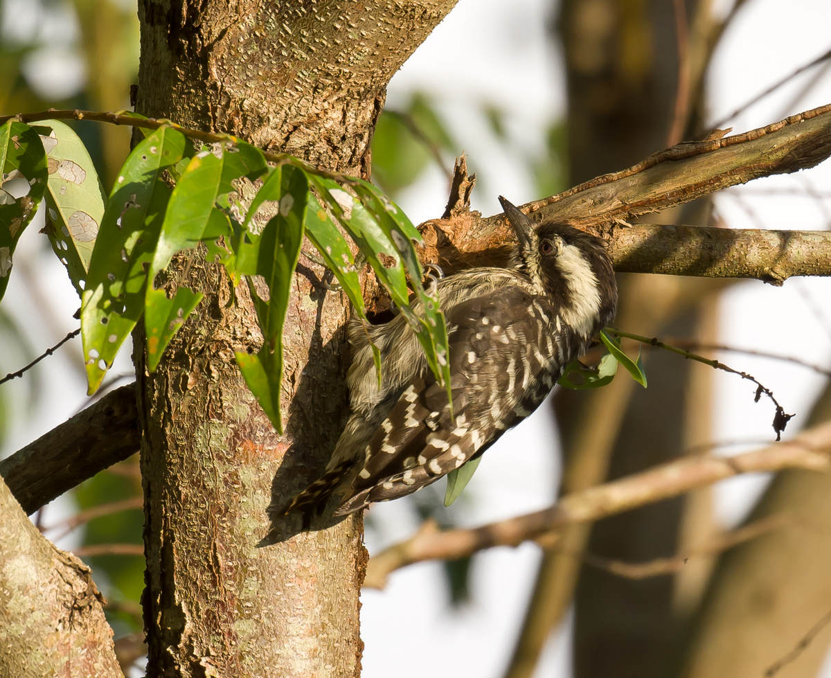 Birding Kota Kinabalu, Borneo: Rice Paddies - 10,000 Birds