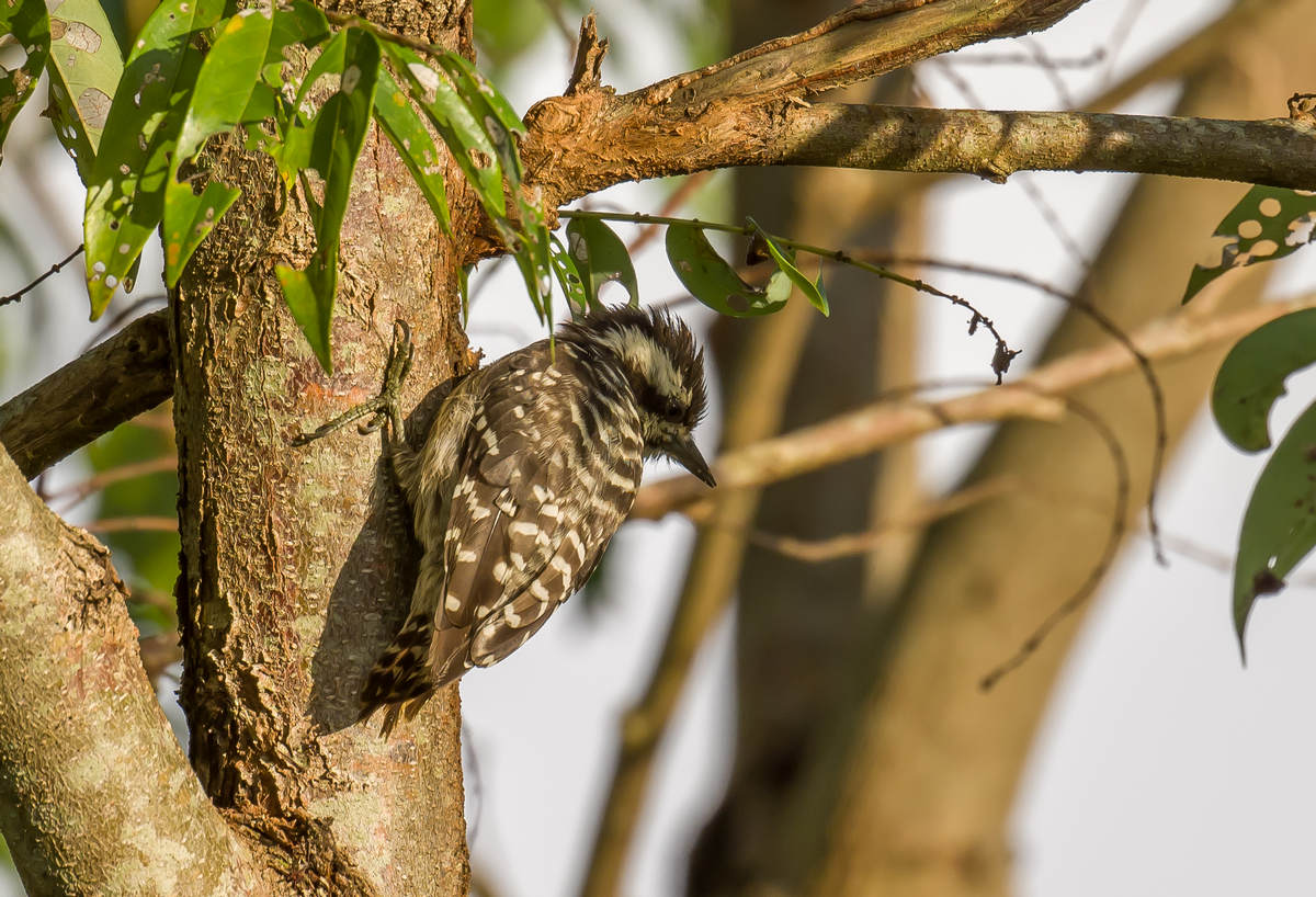 Birding Kota Kinabalu, Borneo: Rice Paddies - 10,000 Birds
