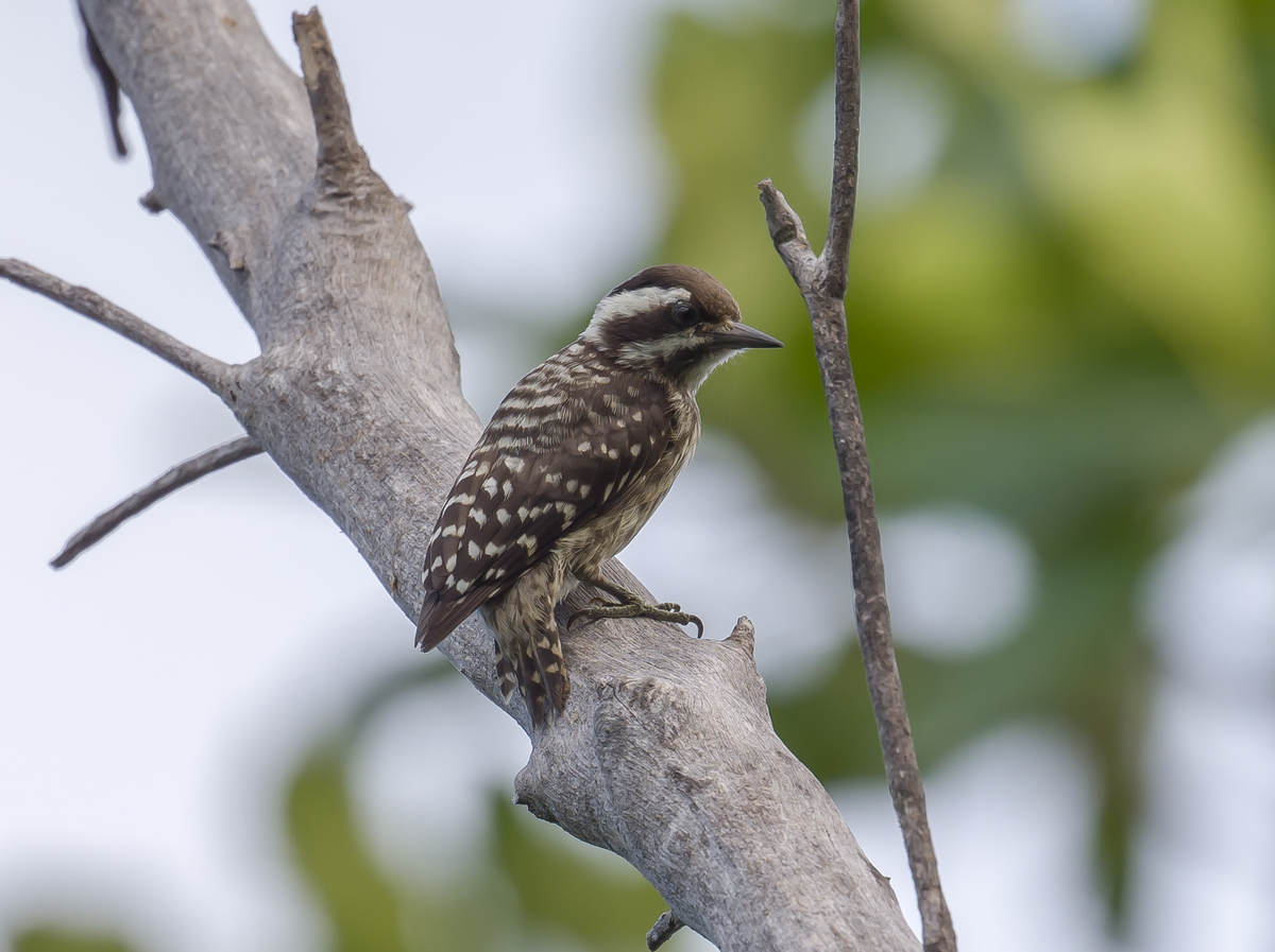 Birding Tanjung Aru Beach, Kota Kinabalu, Malaysia - 10,000 Birds