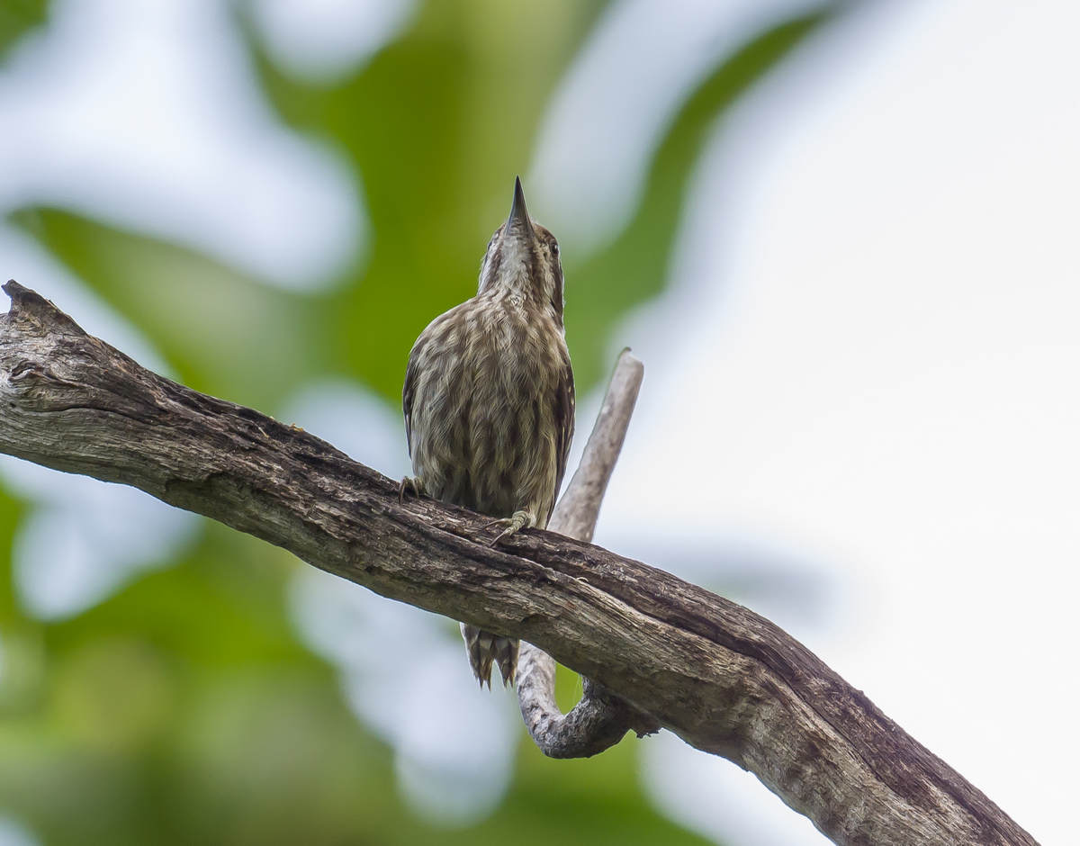 Birding Tanjung Aru Beach, Kota Kinabalu, Malaysia - 10,000 Birds