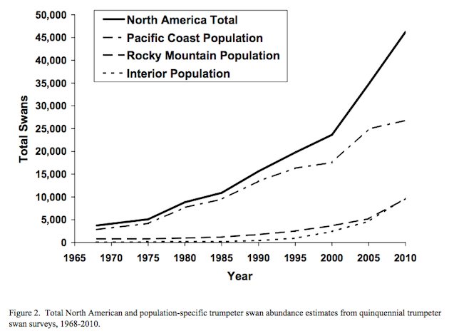 All Three Populations of North American Trumpeter Swans Are Increasing ...
