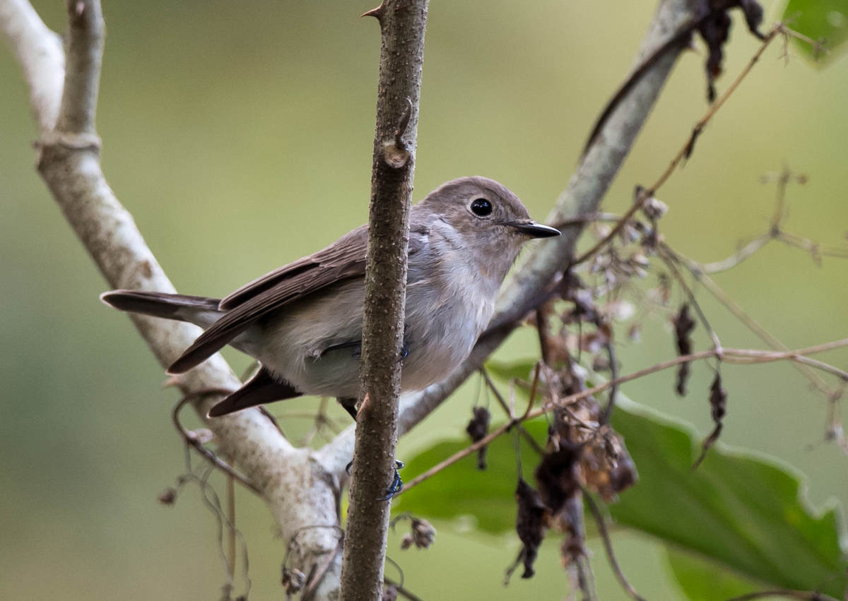 Birding Nabang, Yunnan (1) - 10,000 Birds