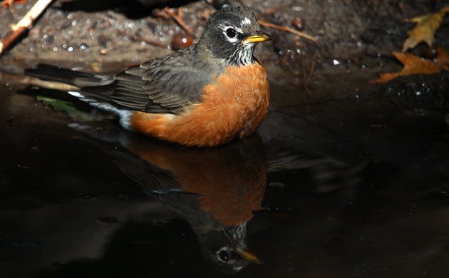 Birds at Tanner’s Spring, Central Park, Manhattan - 10,000 Birds