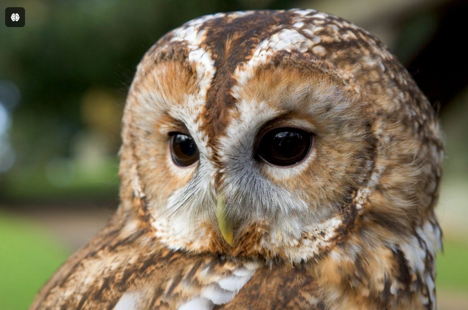 Bird-Ranking: My favorite birds (as an amateur bird watcher) - 10,000 Birds