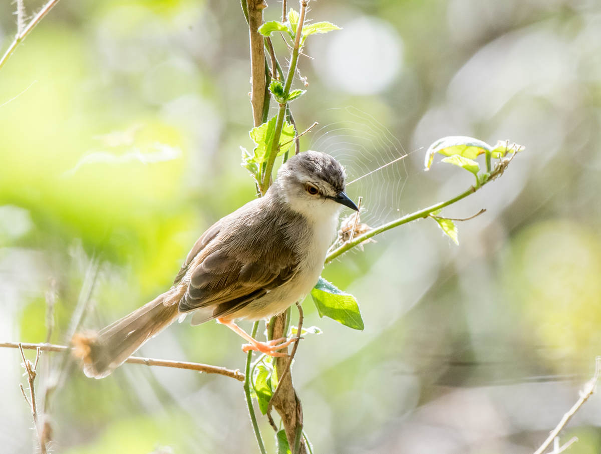Birding the Kruger Park (4): Letaba area - 10,000 Birds