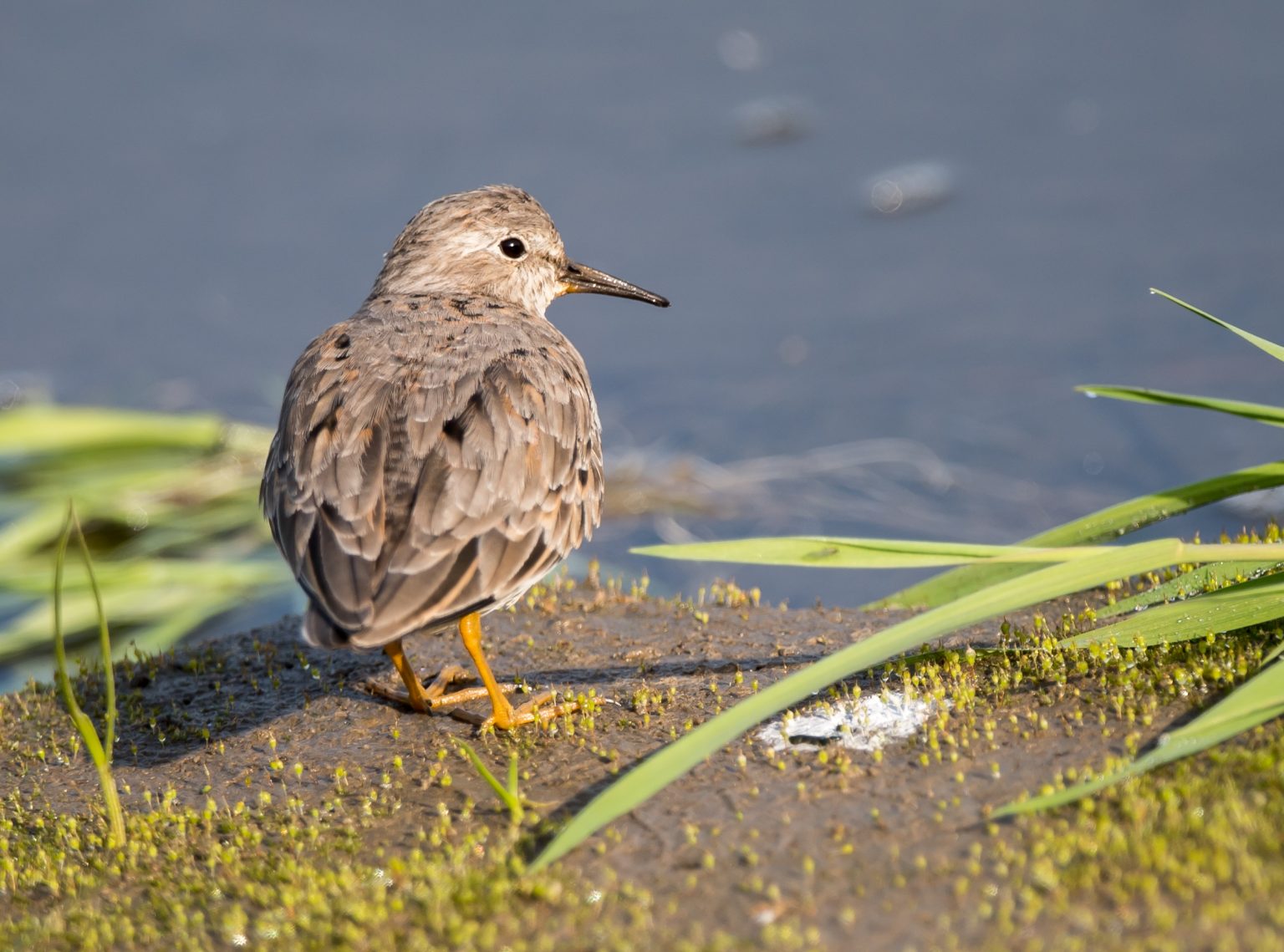 Shanghai birds in April - 10,000 Birds