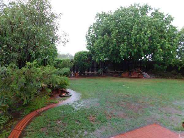 The benefits of Billygoat Plum - 10,000 Birds