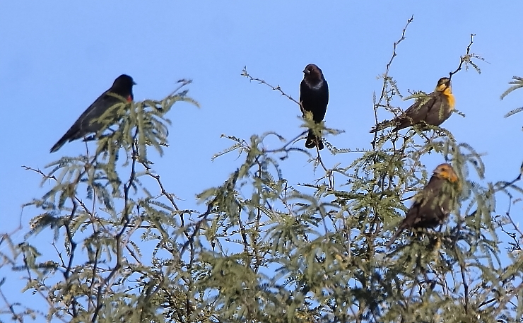 How many can YOU see in a day? - 10,000 Birds
