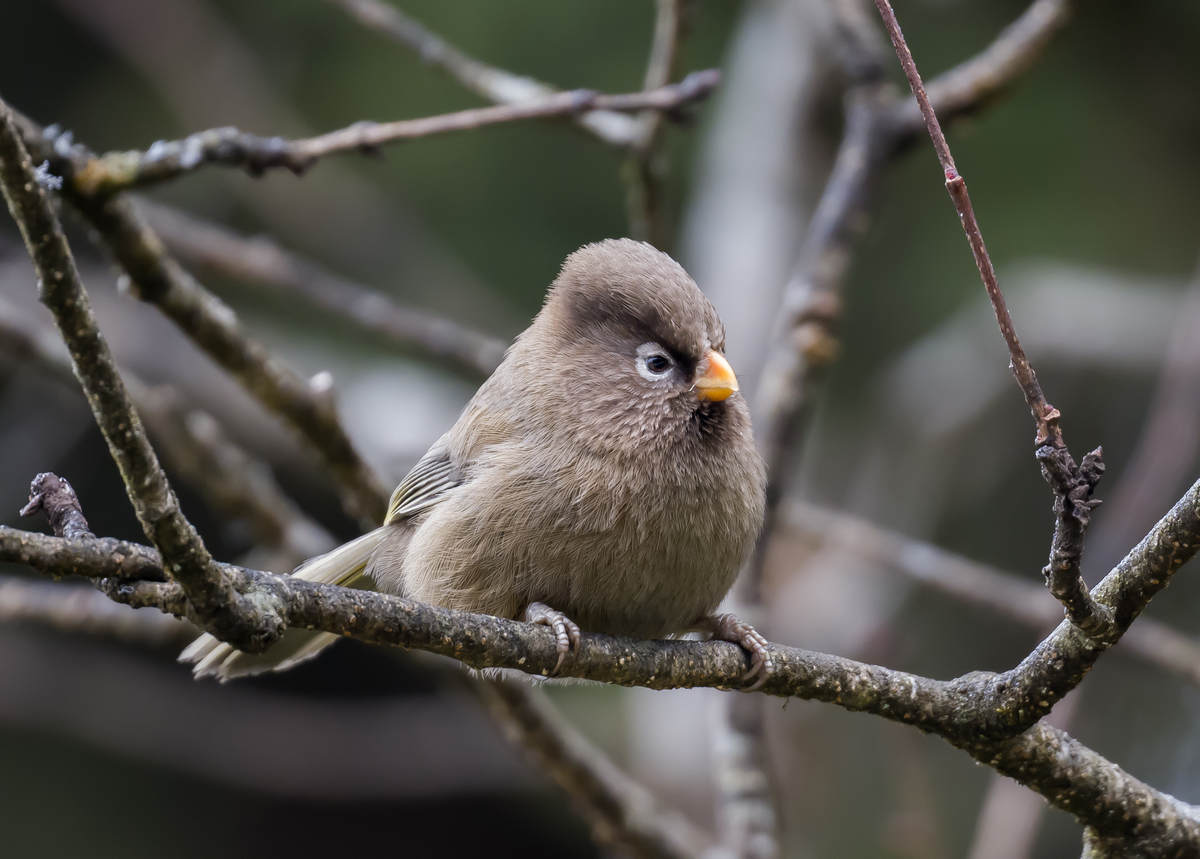 Birding Wawushan, Sichuan - 10,000 Birds