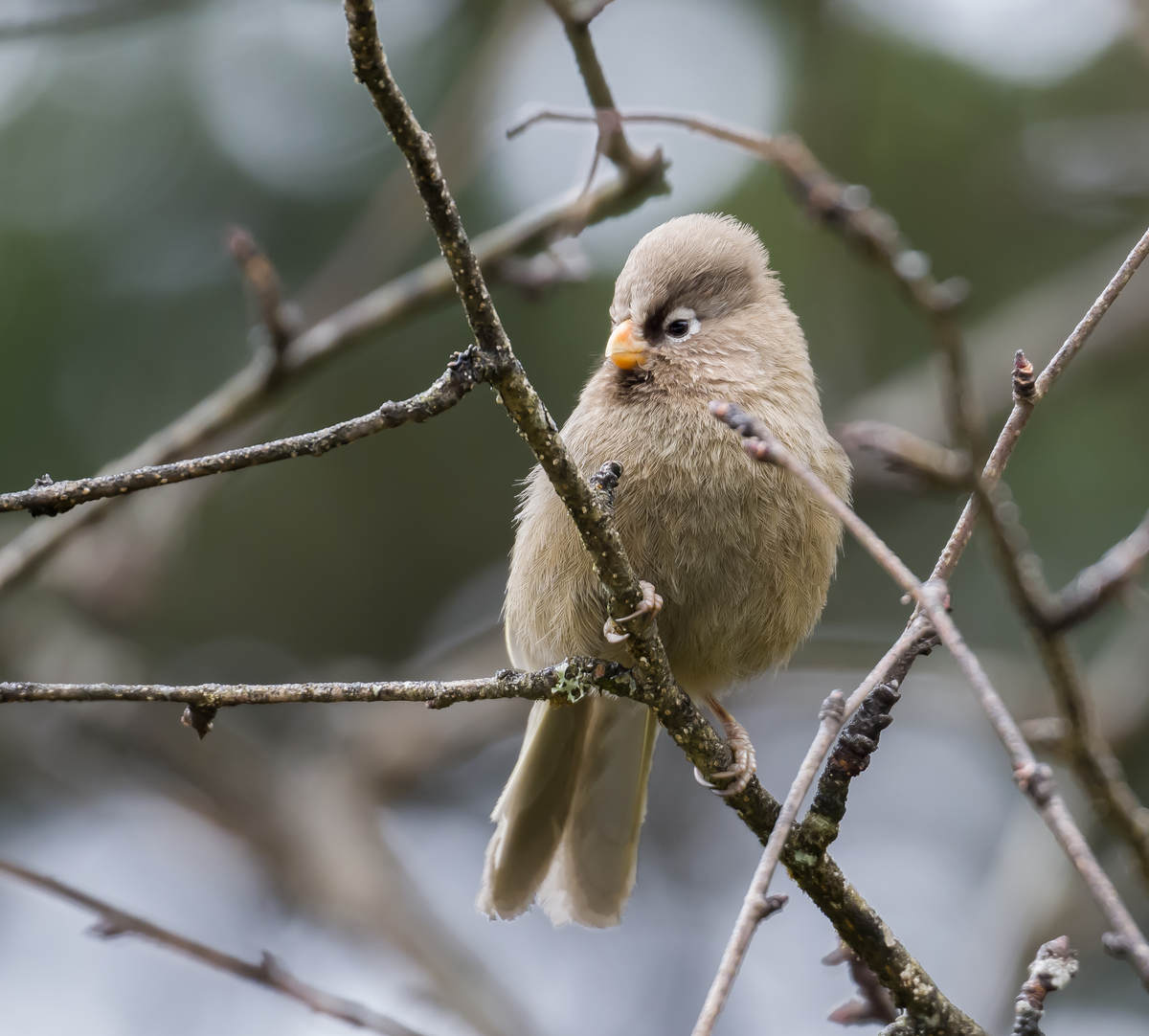 Birding Wawushan, Sichuan - 10,000 Birds