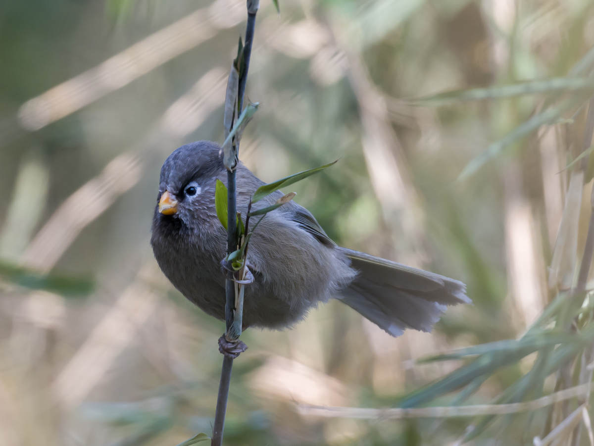 Birding Wawushan, Sichuan - 10,000 Birds