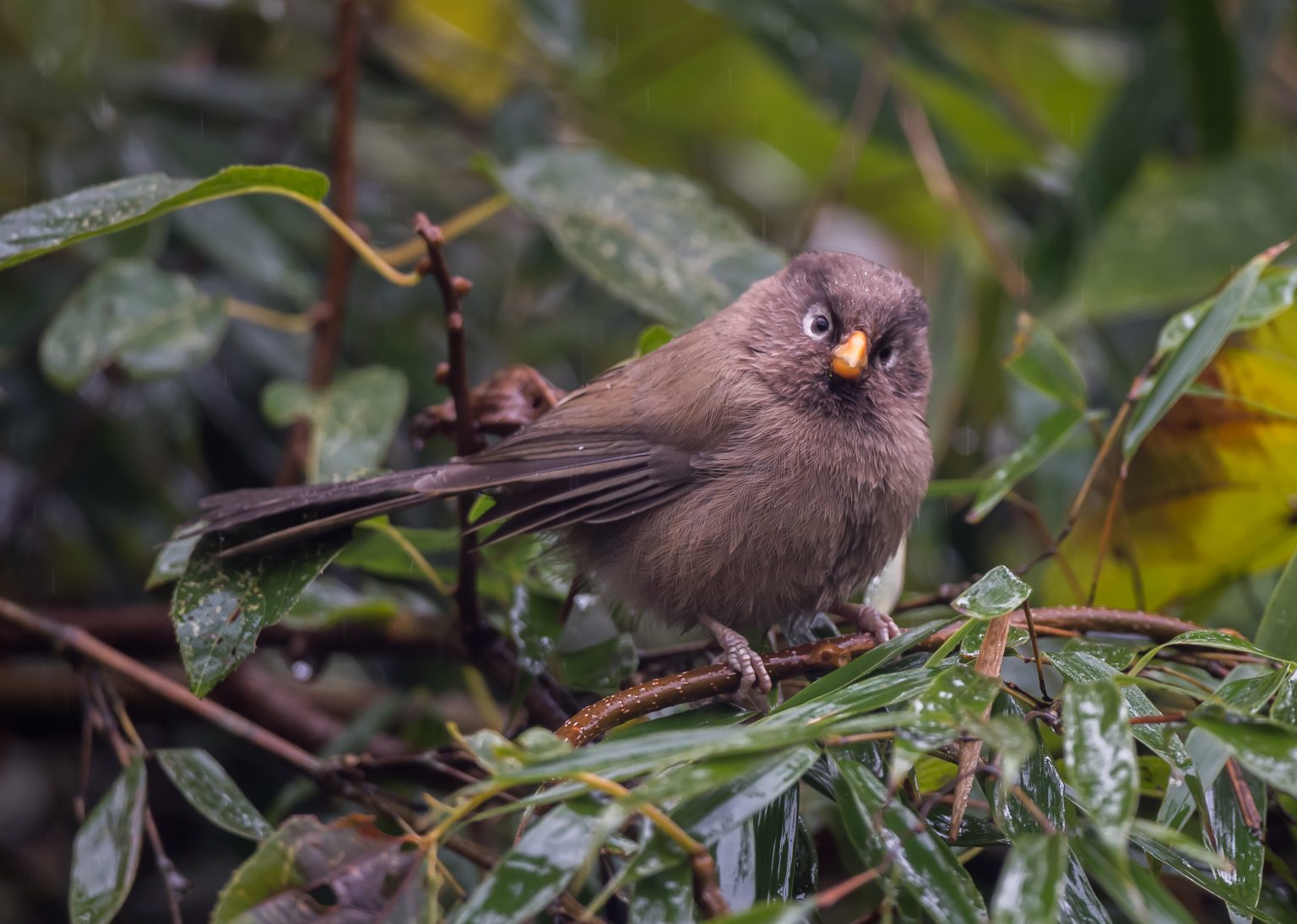 Birding Longcanggou, Sichuan - 10,000 Birds
