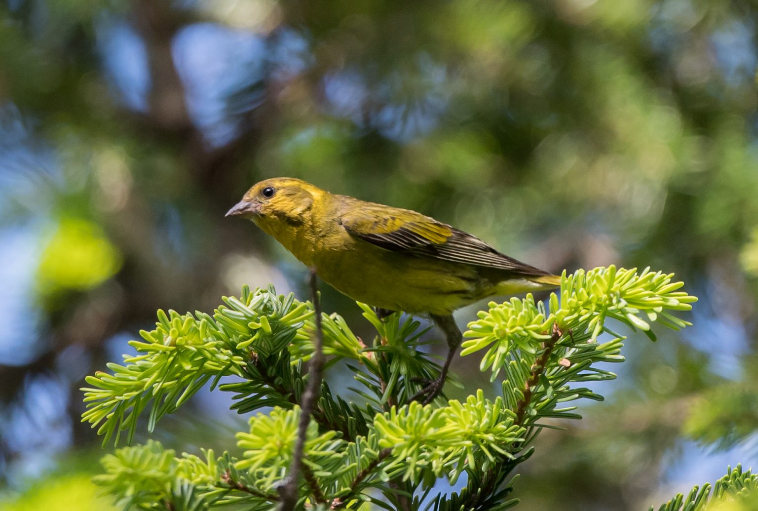 Birding Gonggangling and Dujiangyan, Sichuan, China - 10,000 Birds