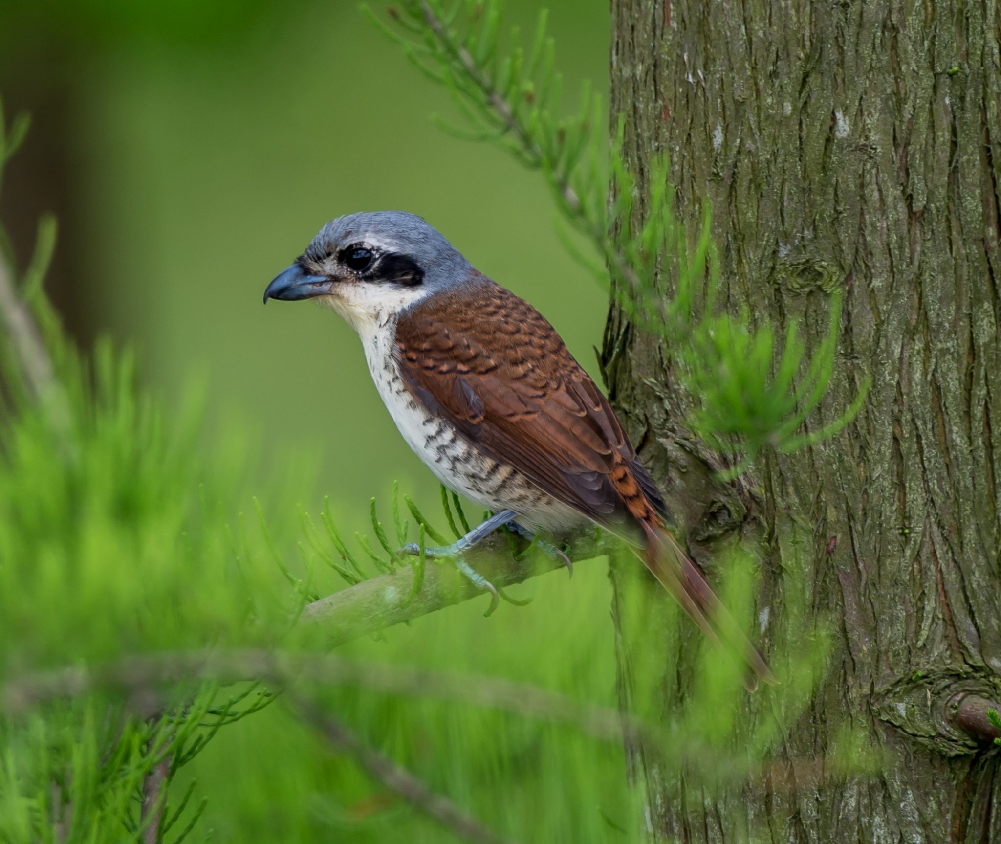 The popstars of Shanghai - 10,000 Birds