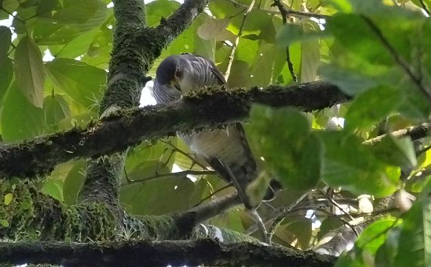 Tiny Hawk at Quebrada Gonzalez - 10,000 Birds