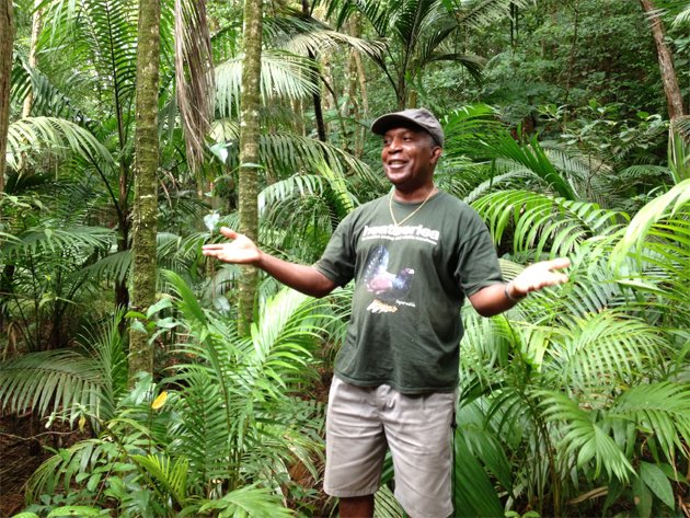 Birding the Gilpin Trace, Main Ridge Forest Reserve, Tobago - 10,000 Birds