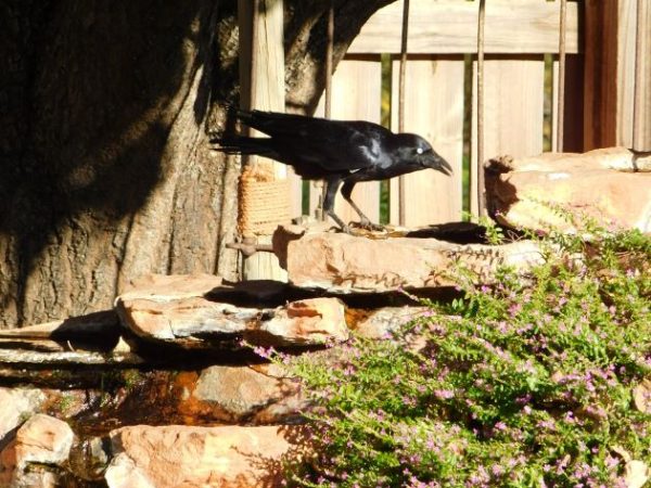Torresian Crows and Vegemite - 10,000 Birds