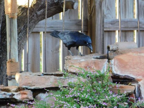 Torresian Crows and Vegemite - 10,000 Birds