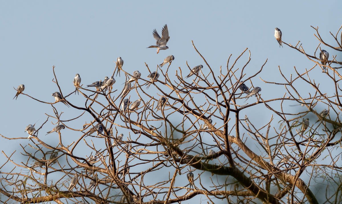 Birding Senegal: Costco ads and Scissor-tailed Kites - 10,000 Birds