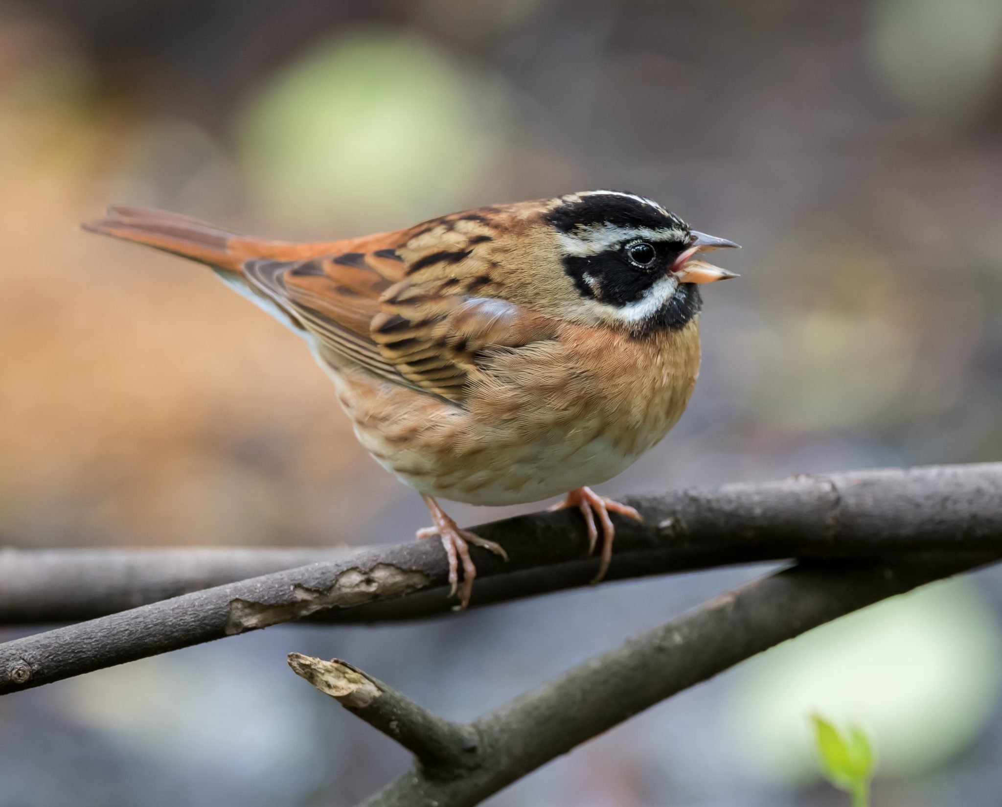 Shanghai birds in April - 10,000 Birds
