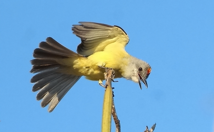 Birding Ixtapa/Zihuatanejo - 10,000 Birds