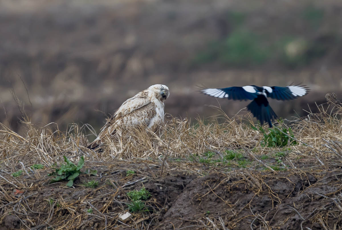 Birding Shanghai in January 2023 - 10,000 Birds