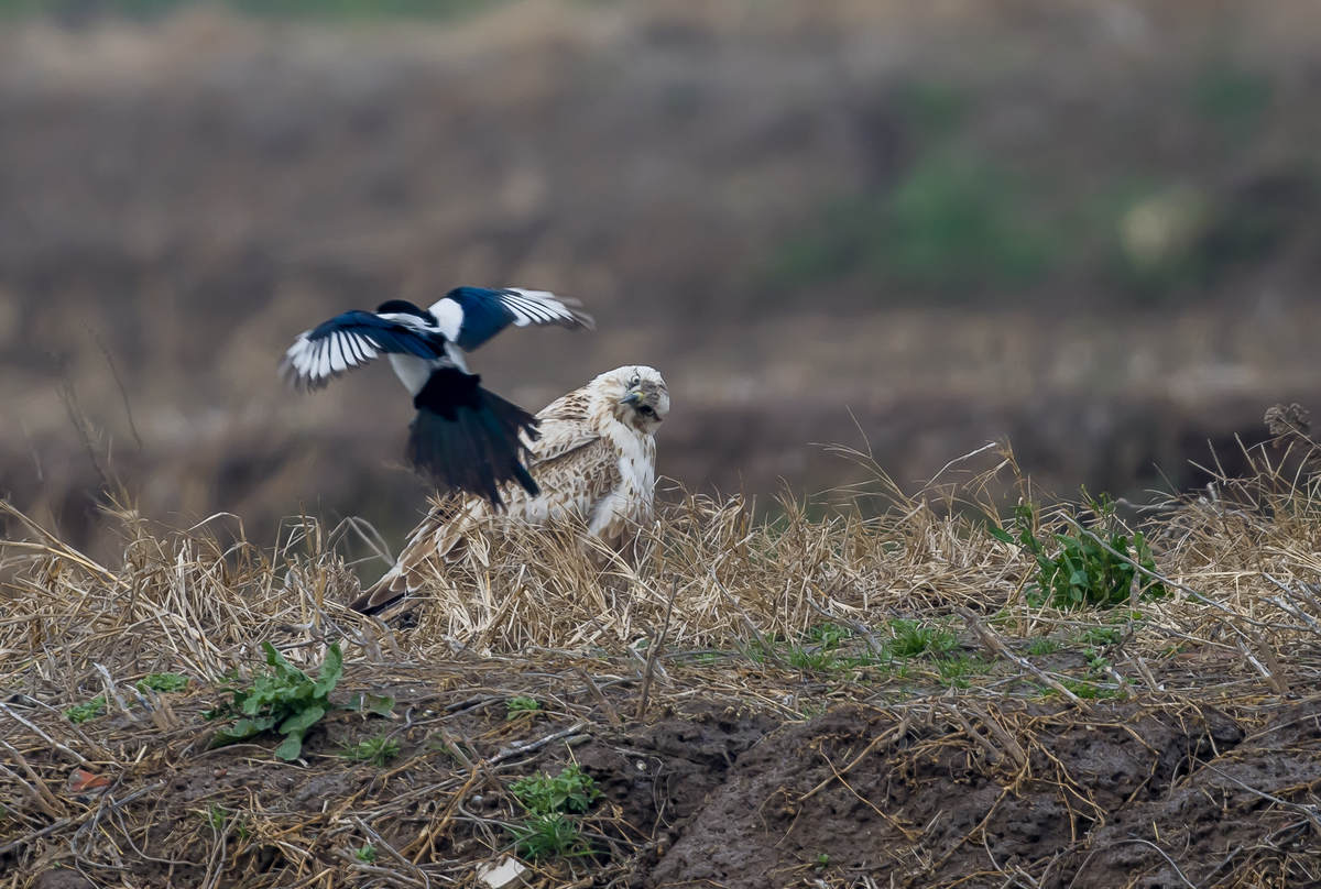 Birding Shanghai in January 2023 - 10,000 Birds