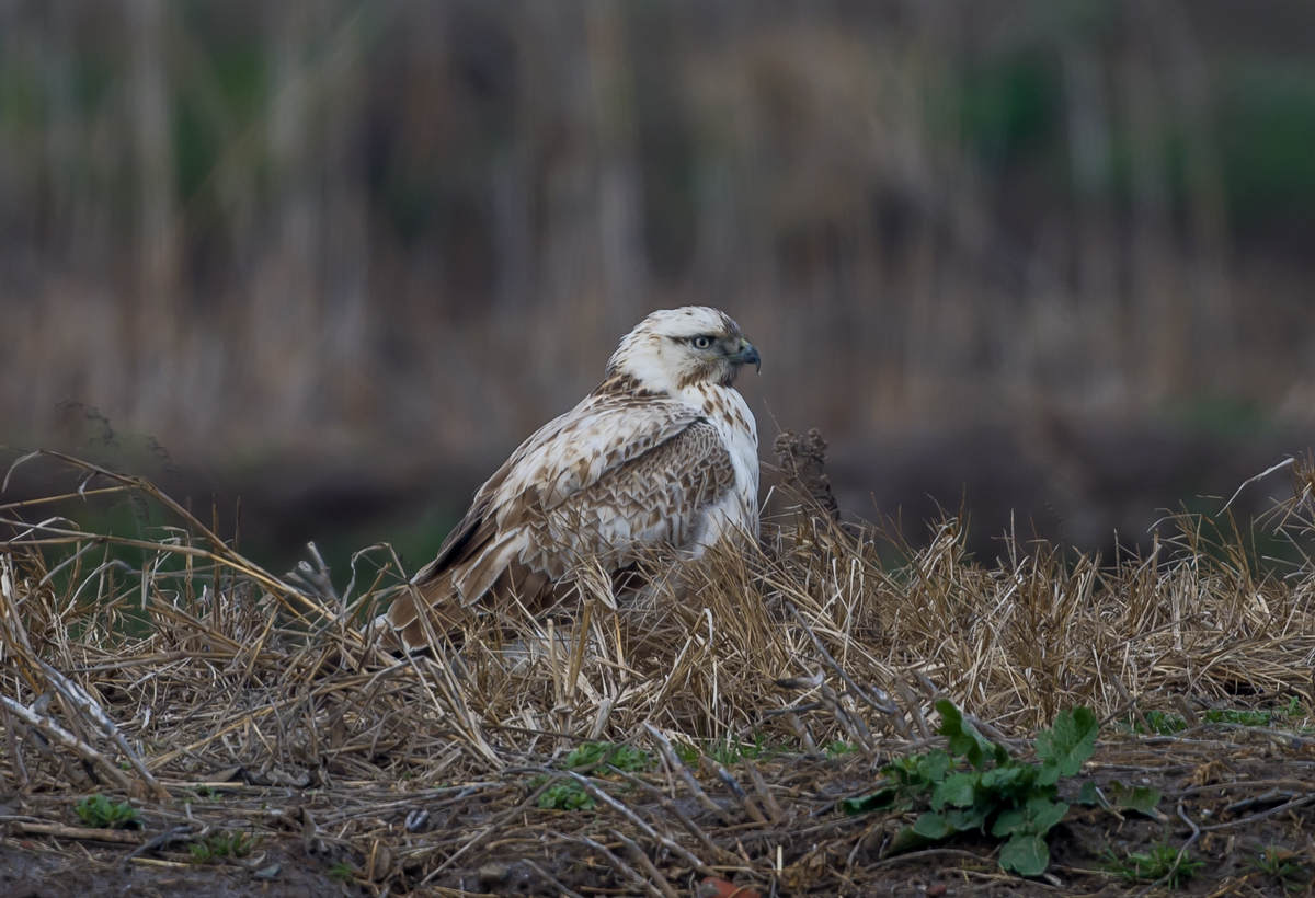Birding Shanghai in January 2023 - 10,000 Birds