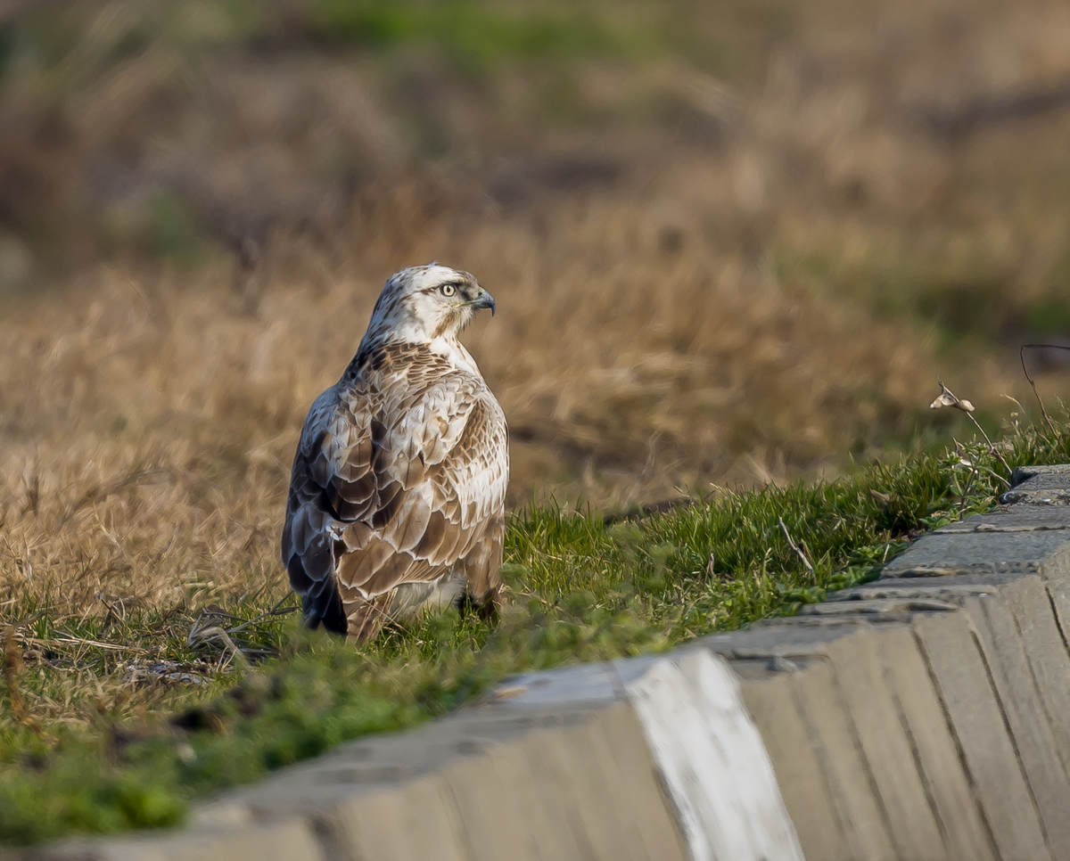 Birding Shanghai in January 2023 - 10,000 Birds