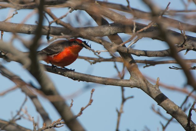 Vermilion Flycatcher in Colusa County California - 10,000 Birds
