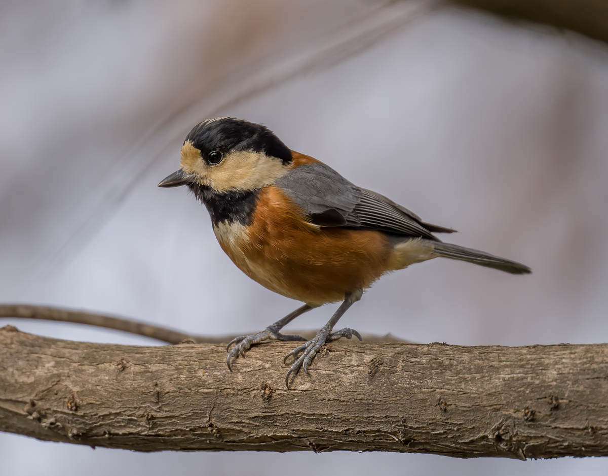 Birding Shanghai in February 2024 - 10,000 Birds