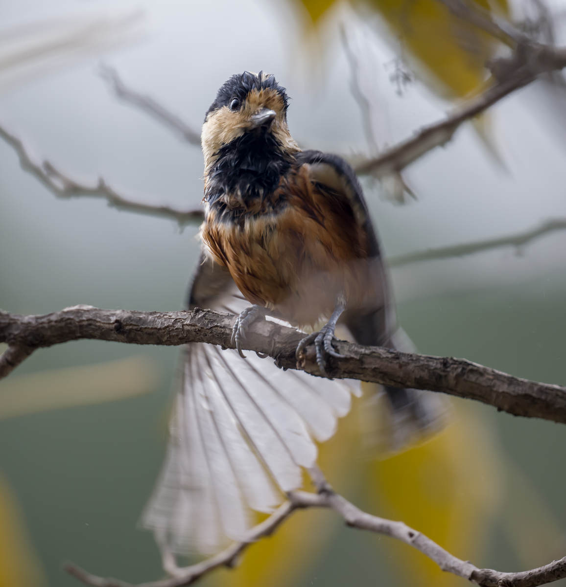 Varied Tit in Shanghai - 10,000 Birds