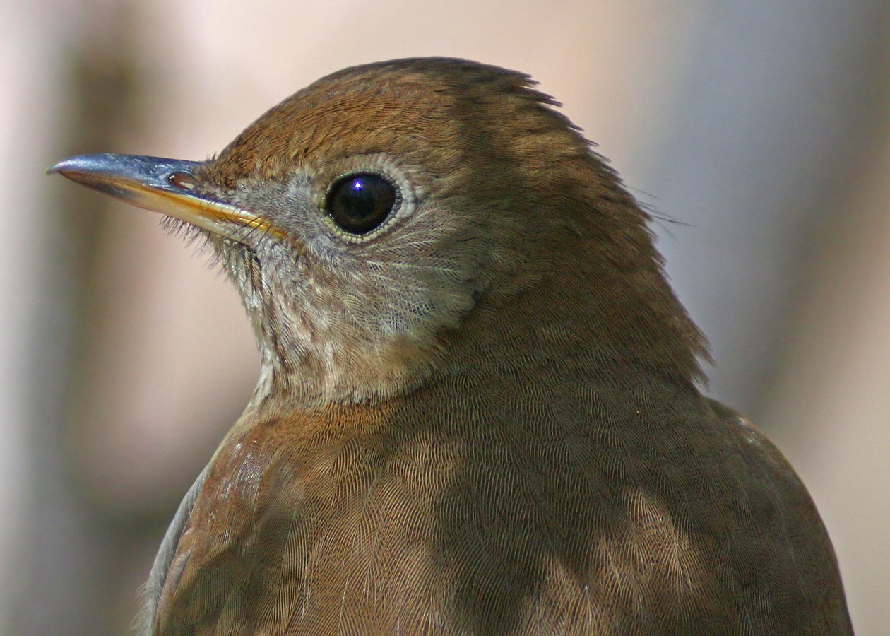 There Are Migratory Birds Other Than Wood-Warblers. Who Knew? - 10,000 ...
