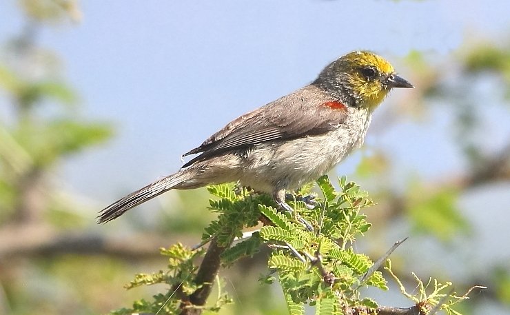 Little Puffballs - 10,000 Birds