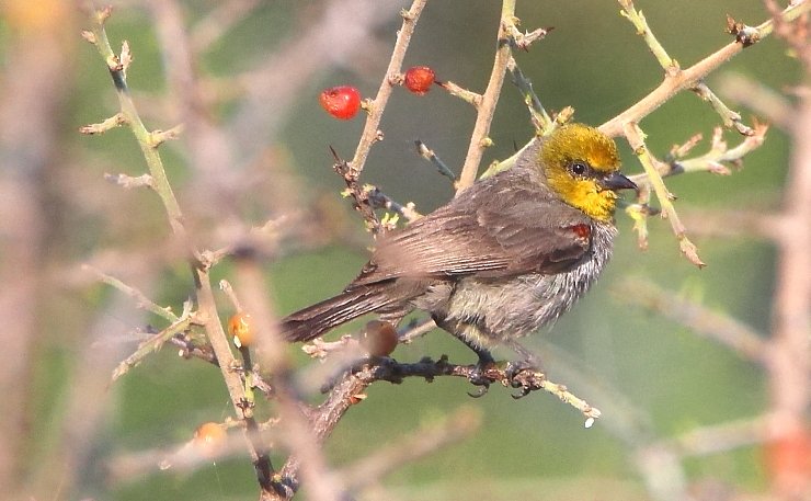 Little Puffballs - 10,000 Birds
